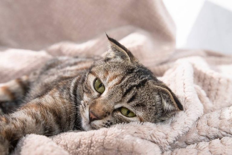 Hyperthyroidism in Cats: Causes, Symptoms, and Treatment - Fort Mill ...